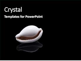 White Cowrie Sea Shell PPT template 33 | CrystalGraphics