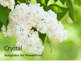 White Lilac Blossom In Spring PPT template 90 | CrystalGraphics