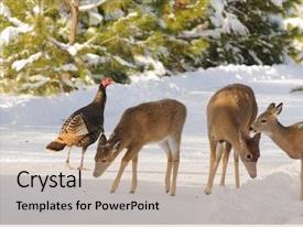Whitetail Deer And Wild Turkey PPT template 6 | CrystalGraphics