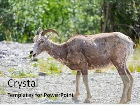 Wild Mountain Goat In Cascade PPT template 16 | CrystalGraphics