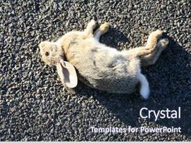 Wildlife Management Dead Rabbit Road Kill PPT template 95 | CrystalGraphics