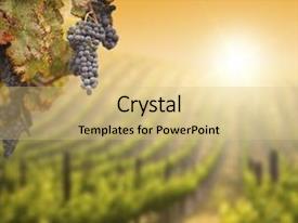 Premium Template for PowerPoint & Google Slides (pmihppui)