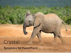 Young African Elephant Loxodonta Africana PPT template 58 | CrystalGraphics