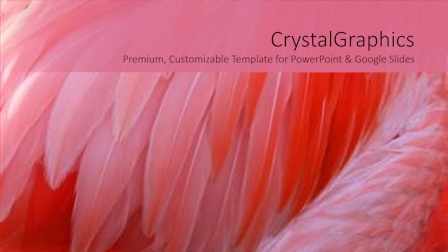245 Best Flamingo-Themed Templates for PowerPoint & Google Slides