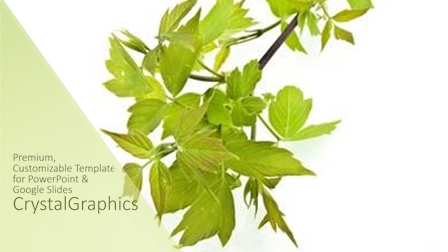 293 Best Spring Tree-page-12-Themed Templates for PowerPoint & Google ...