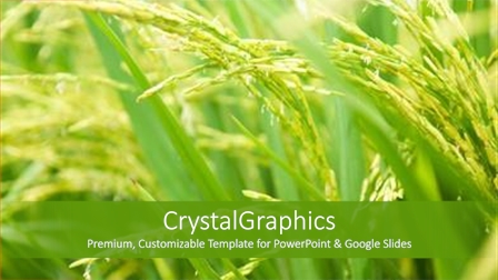 29 Best Rice Plant-Themed Templates for PowerPoint & Google Slides