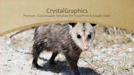 263 Best Florida-Themed Templates for PowerPoint & Google Slides