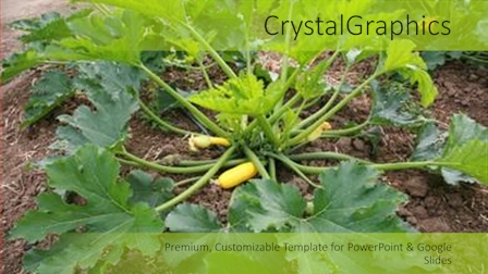 157 Best Crops-Themed Templates for PowerPoint & Google Slides