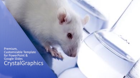 11 Best Lab Rat-Themed Templates for PowerPoint & Google Slides
