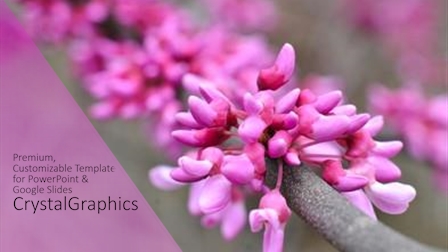 293 Best Spring Tree-page-11-Themed Templates for PowerPoint & Google ...