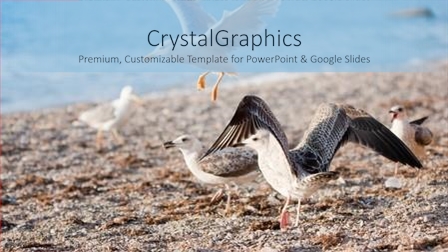 110 Best Marine Life-page-4-Themed Templates for PowerPoint & Google Slides