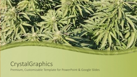 15 Best Medical Cannabis-Themed Templates for PowerPoint & Google Slides