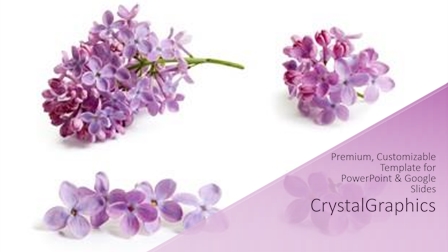 86 Best Lilac Flower-page-5-Themed Templates for PowerPoint & Google Slides
