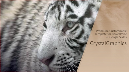 8 Best School Budget Tiger-Themed Templates for PowerPoint & Google Slides