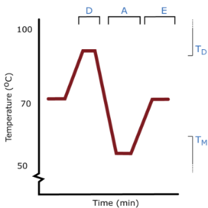 Influenza B virus YAMAGATA lineage TaqMan 2018 / FluB-YAMA-TM2018