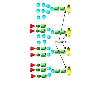 QA-Bio PNGase F Denatured Glycoprotein Protocol
