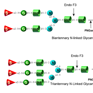 Endo F3 Protocol for Deglycosylating Glycoproteins