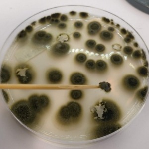 Quick Fungal DNA extraction from colonies on plates