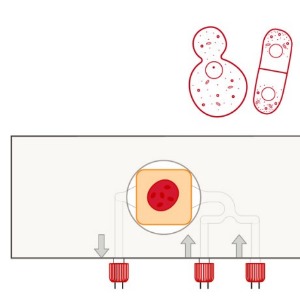 Agarose pad protocol for yeast