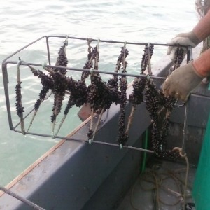 "Trap" eggs collector for common cuttlefish