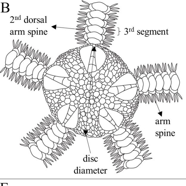 Morphometry of Ophiothrix (Echinodermata: Ophiuroidea)