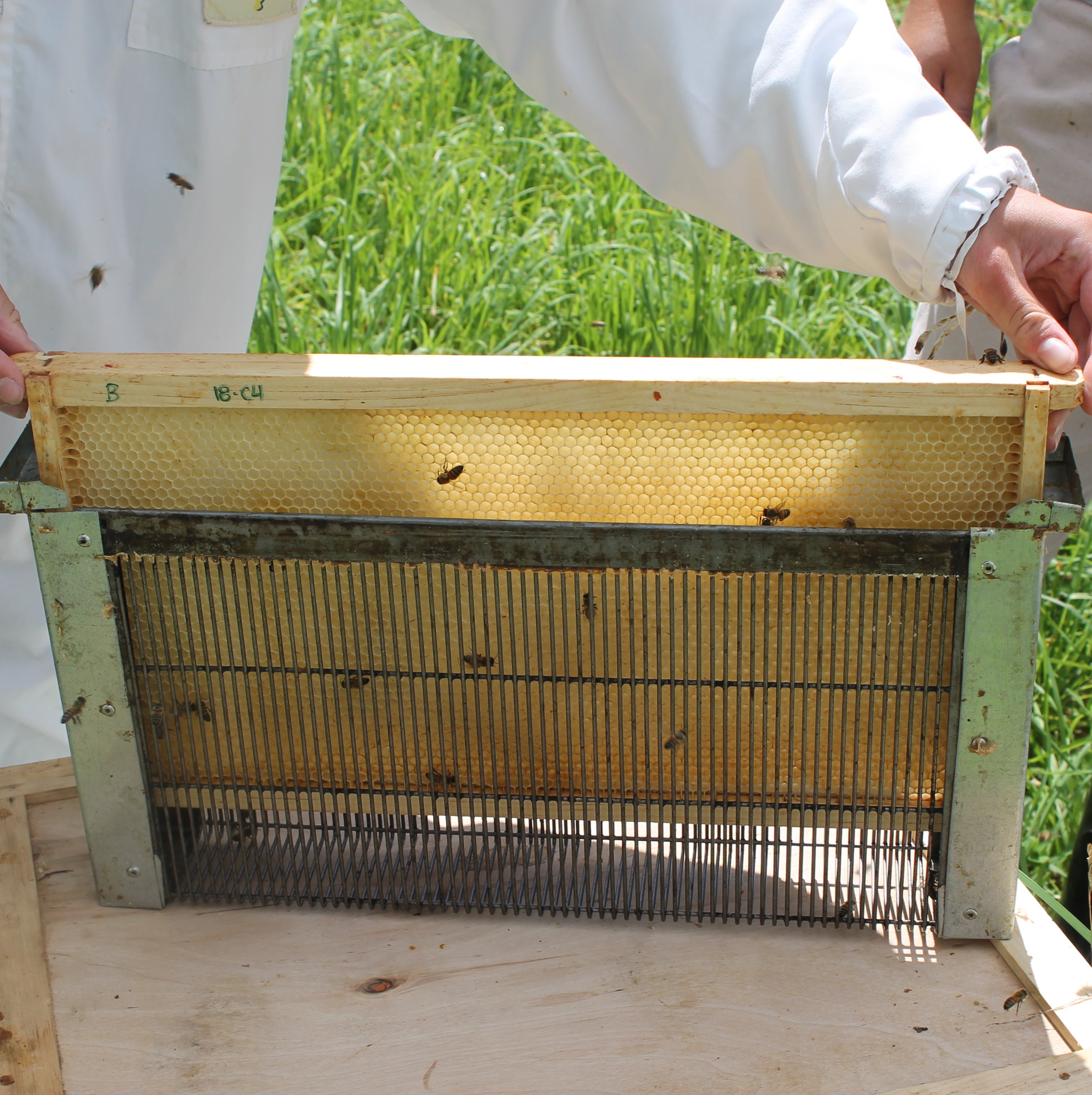 Sabrina Rondeau on protocols.io