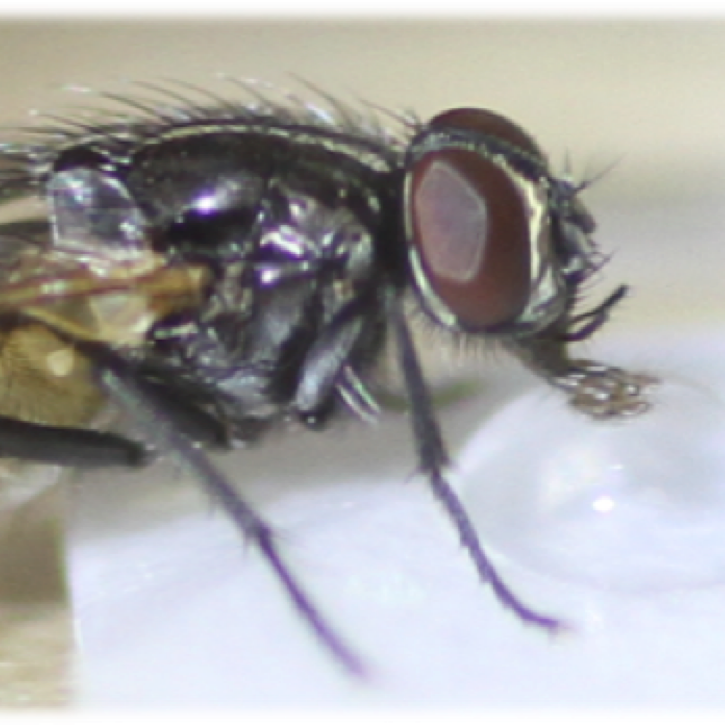 Feeding bacteria to house flies for microbe fate and gene expression ...