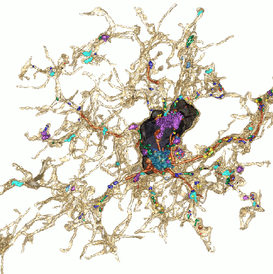 Explore the dataset from Three-dimensional nanostructure of an intact ...