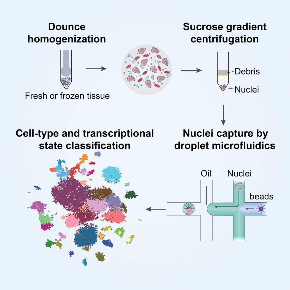 sNucDrop-seq Protocol