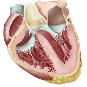 Single Cell and Single Nuclei Analysis Human Heart Tissue