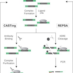 Design and PCR Synthesis of Infrared Fluorophore-Labeled Modular DNA Probes