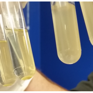 Yeast Culture