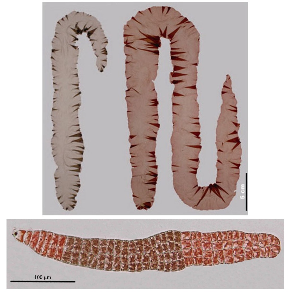 Development of a doubled haploid mapping population of Pyropia ...