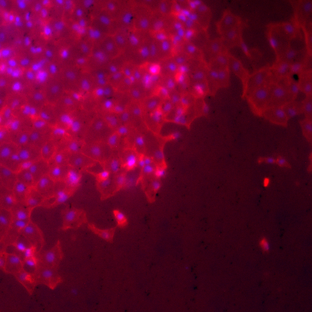 Mammalian Cell Staining