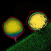 The Chlorovirus Group - research workspace on protocols.io