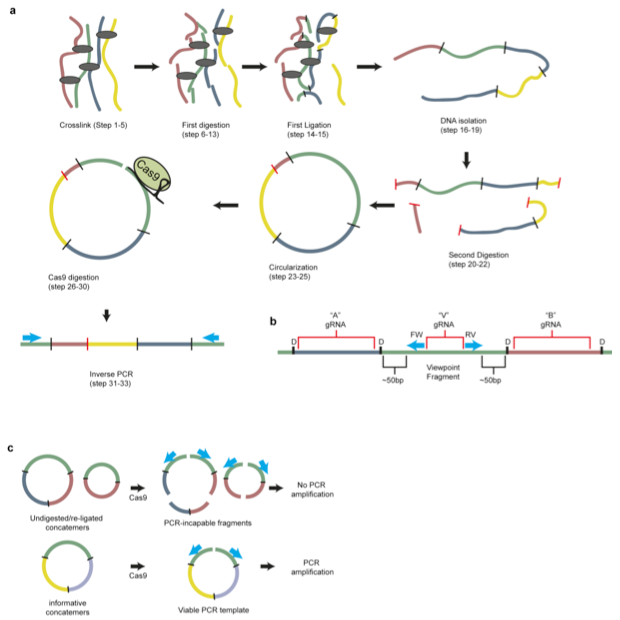 Multi-Contact 4C (MC-4C): long molecule sequencing of complex proximity ...