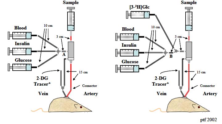 Vandy - Hyperinsulinemic-euglycemic Clamp