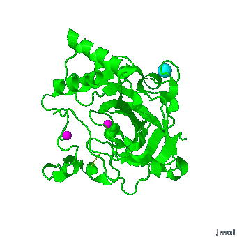 Carbonic Anhydrase Activity Assay