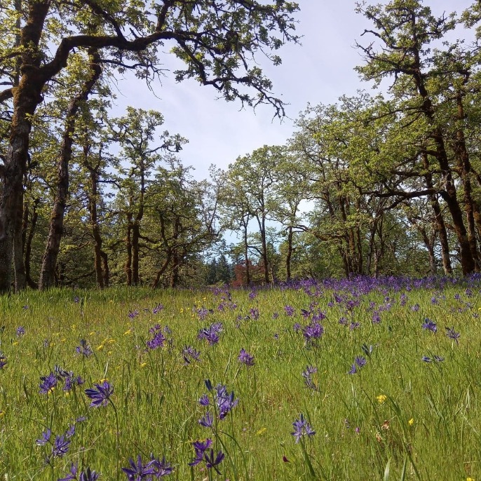 Open Vegetation Survey Protocol
