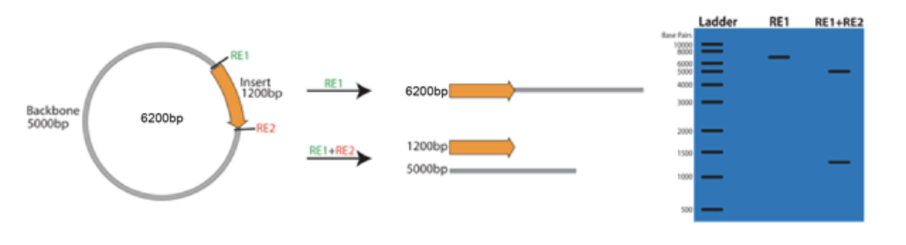 Diagnostic Restriction Digest