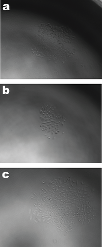 Generating Stable Cell Lines with Lentivirus