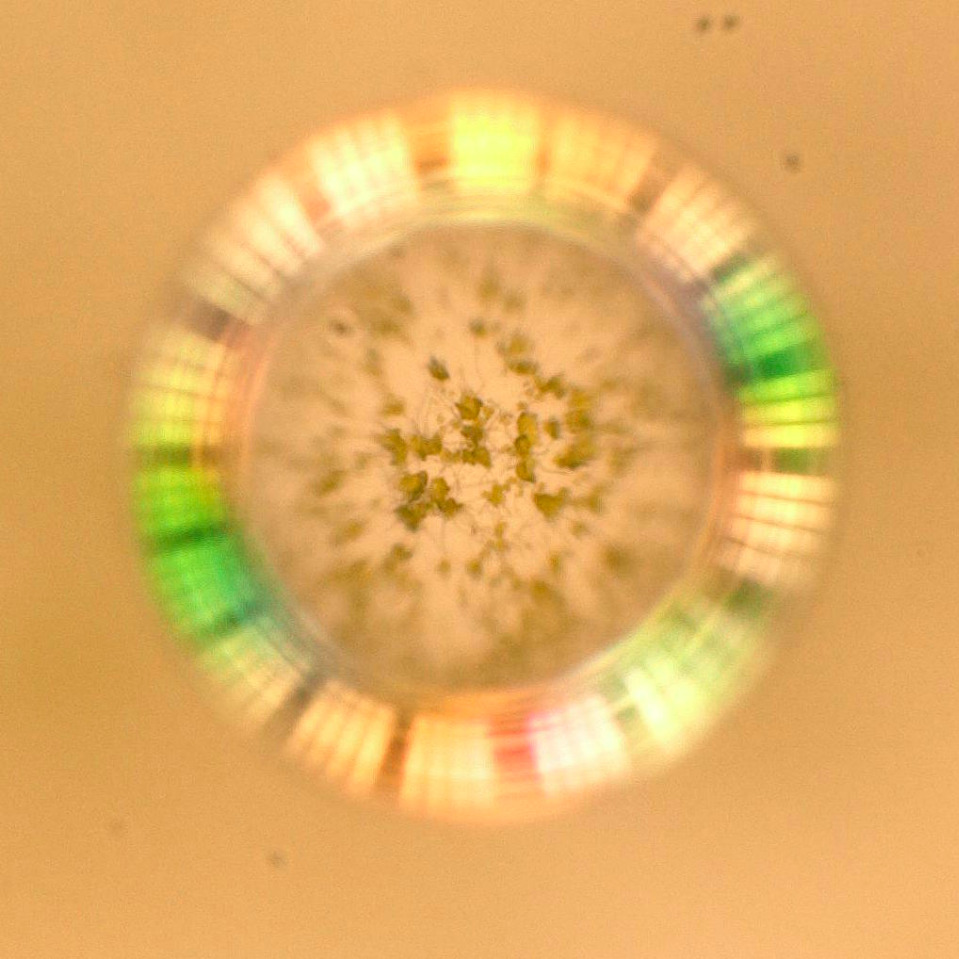 Marchantia chloroplast isolation