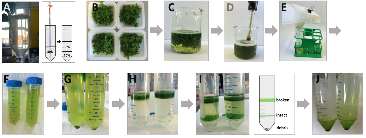 Marchantia chloroplast isolation