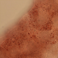 Oil Red O Staining Drosophila Larval and Prepupal Tissues