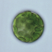 Plant cell protoplast isolation