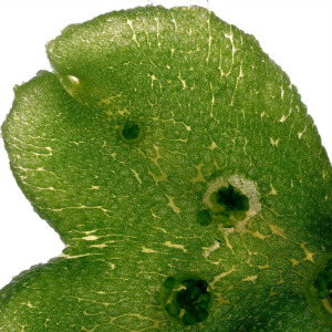 Gamborg's B5 Media w/Vitamins, 1/2 strength; liquid or plates