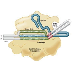 Transfection of Cas9 RNP (ribonucleoprotein) into adherent cells using ...