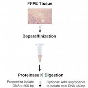 Quick-DNA™ FFPE Kit Protocol