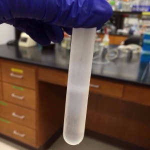 Virus Purification by Sucrose Density Gradients