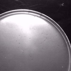 Plaque Assay for the Aureococcus anophagefferens Virus (AaV)